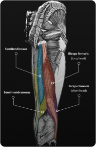 Hamstring Injury Treatment in NYC | NYDNRehab Manhattan