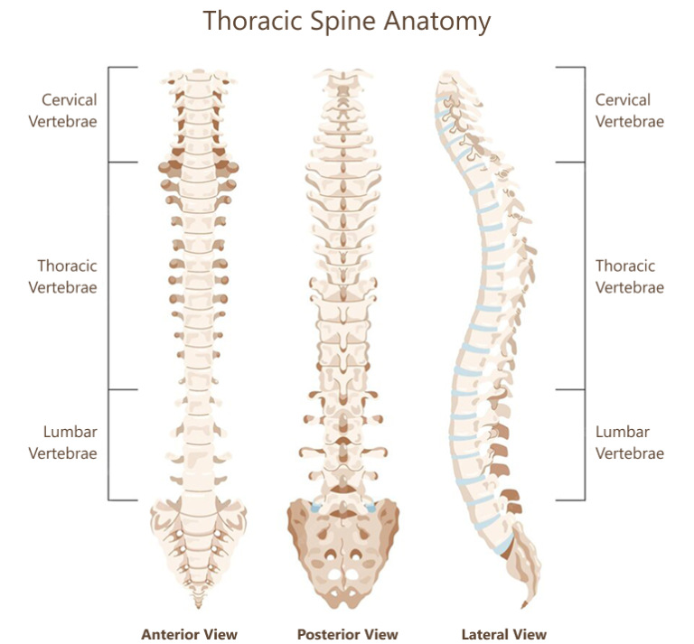 Improve Your Thoracic Mobility and Stability for Better Performance ...